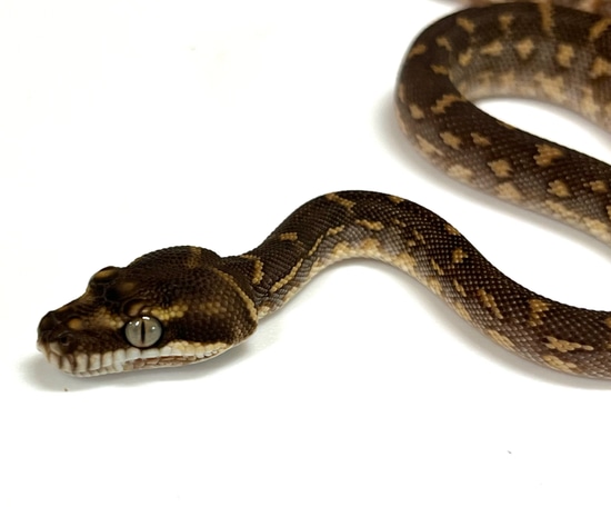 Rough Scaled Python- Female Rough-Scaled Python by TB Snakes