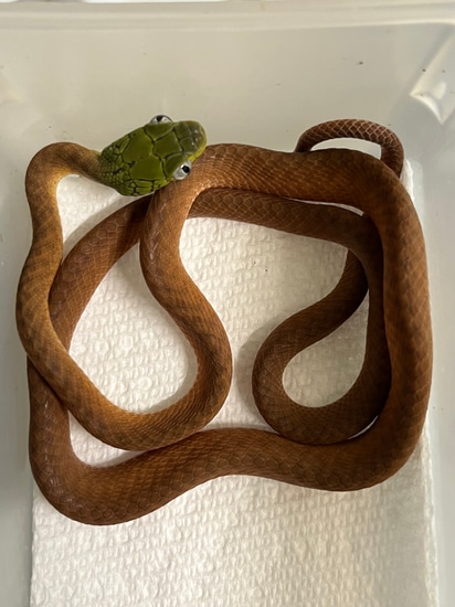 Boiga Cyanea More Colubrid by TB Snakes