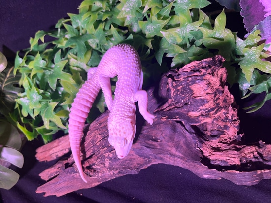 Super Raptor Eclipse Leopard Gecko by Lizzys In A Box