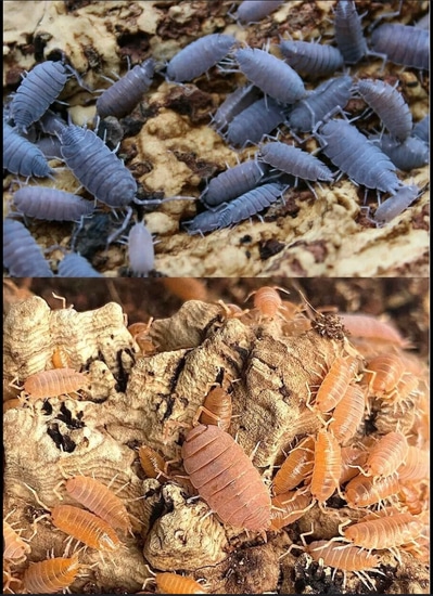 Powder Blue + Orange PARTY MIX 10Ct Isopod by Lizzys In A Box