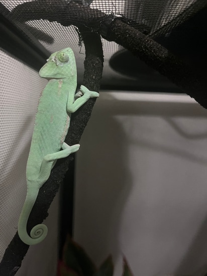 RESCUE ADOPTION** Veiled Chameleon by Lizzys In A Box