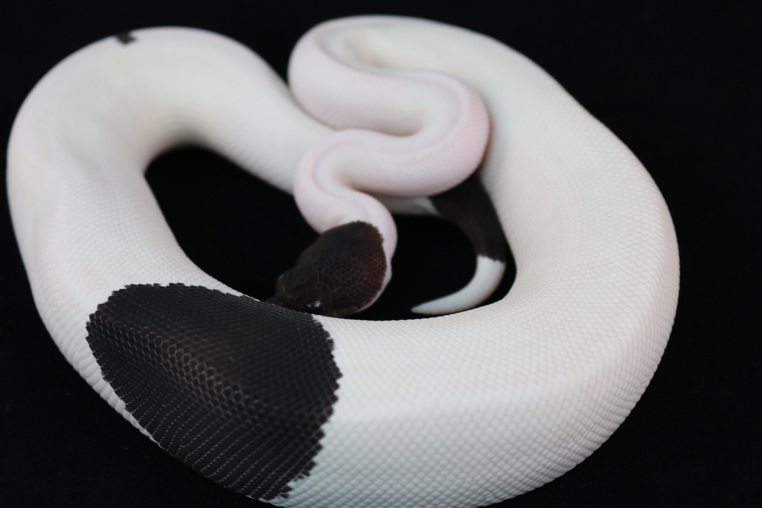 Panda Pied Ball Python by Thomas Budway - MorphMarket