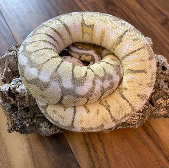 Super Pastel Cinny Spider FREE SHIPPING Ball Python by TAN's Family ...