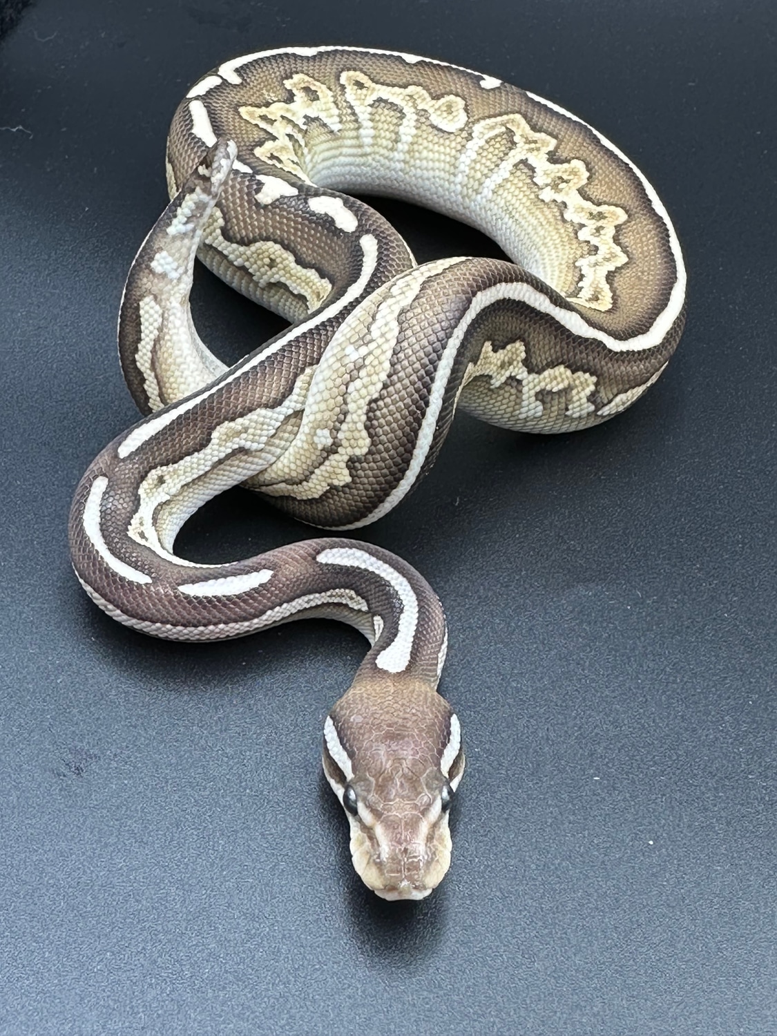 Black Pastel Mojave Pastel Poss Black Head Ball Python by TAN's Family ...