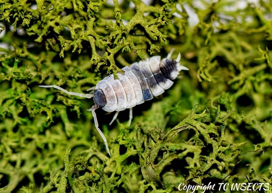 Powder Oreo Crumble” Isopods | Porcellionides Pruinosus by TCINSECTS.com