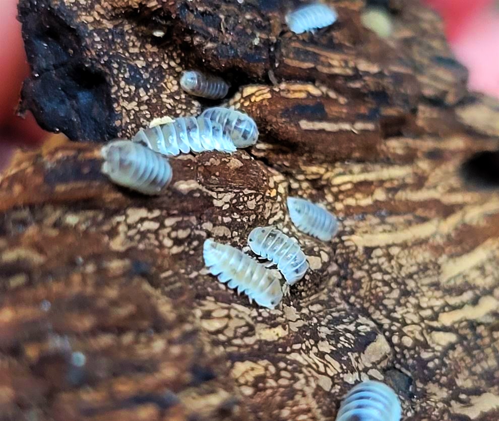 Dalmatian” | Venezillo Parvus Isopod by TCINSECTS.com - MorphMarket