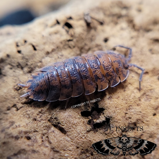 Red Calico | Porcellio Scaber Isopod by TCINSECTS.com