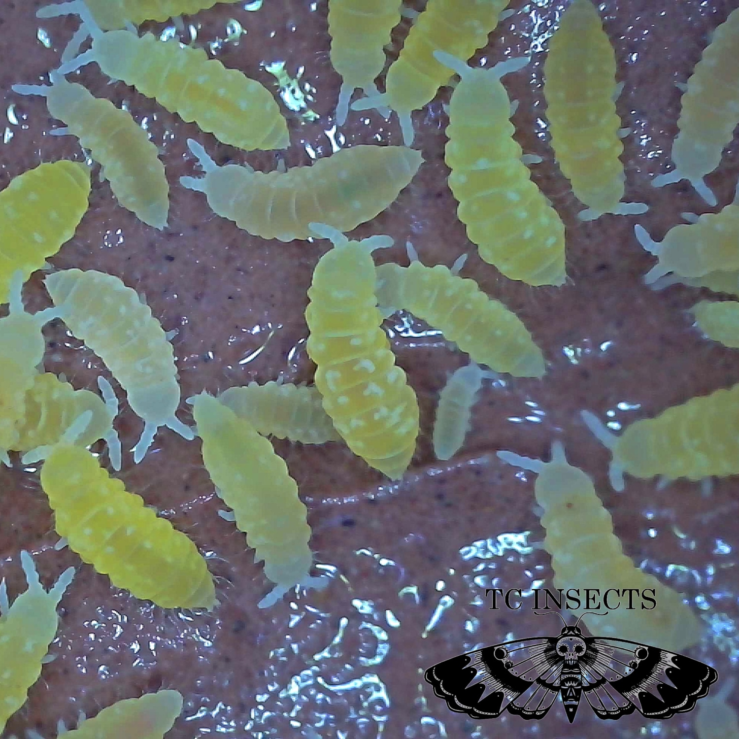 Yellow Albino’ Springtails | Ceratophysella Sp Isopod by TCINSECTS.com ...