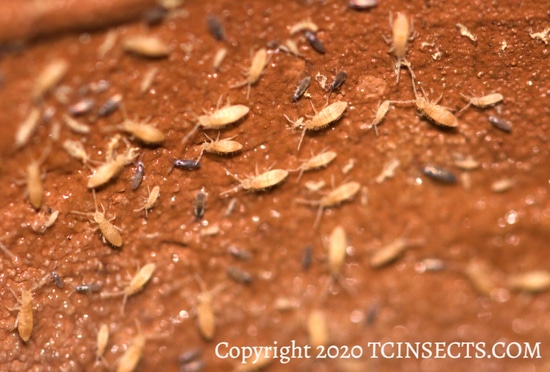 Silver And Tropical Pink Springtail – Mixed Culture Isopod by TCINSECTS.com