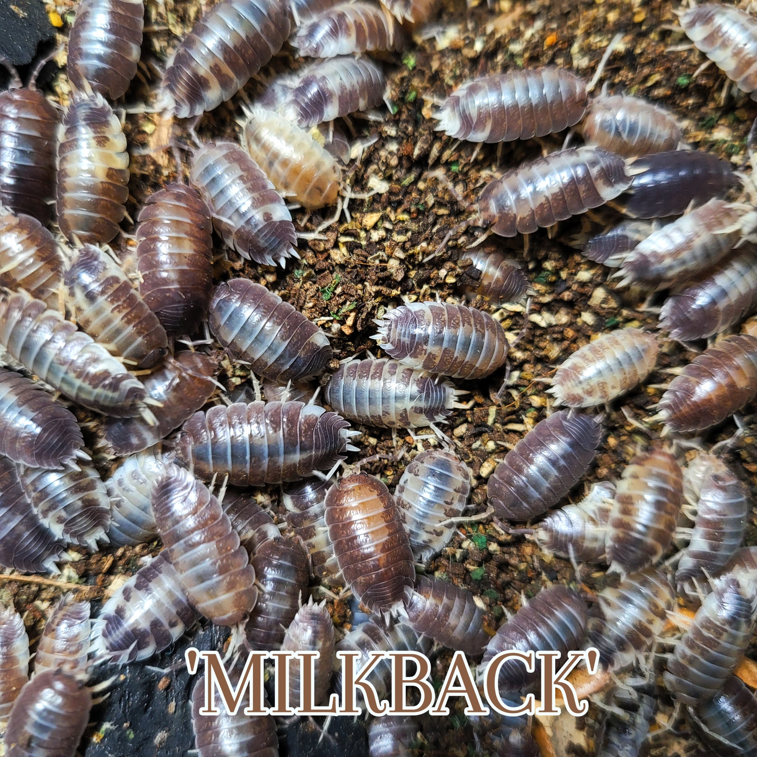 Milkback | Porcellio Leavis Isopod by TCINSECTS.com - MorphMarket