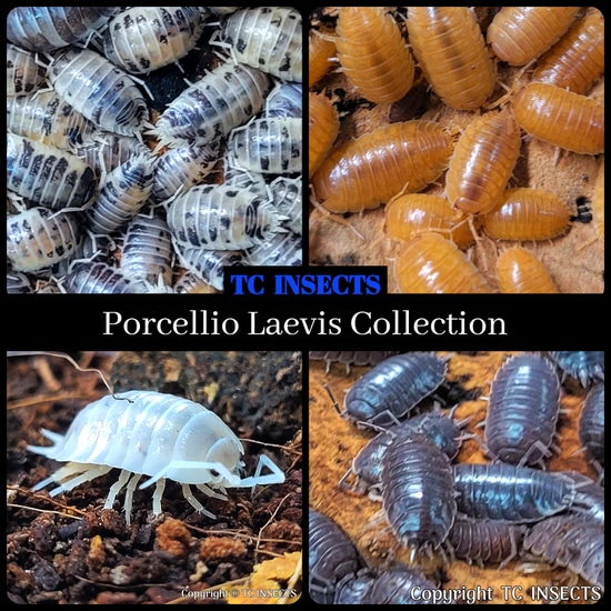 Complete Collection Combo | Porcellio Laevis | 15 Dairy Cow | 15 Orange | 15 White | 15 Wild ...