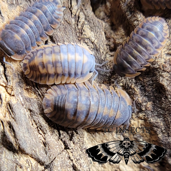 Red Tiger | Cubaris Sp. Isopod by TCINSECTS.com