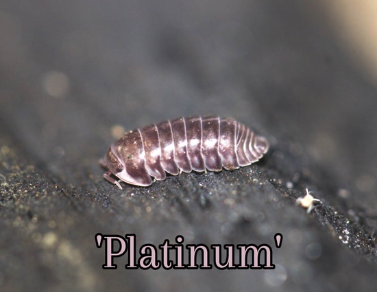 Platinum Ducky | Cubaris Sp Isopod by TCINSECTS.com