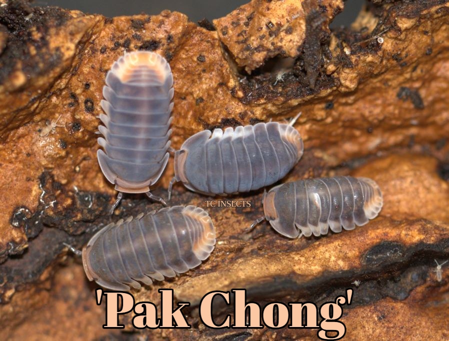Pak Chong | Cubaris Sp. Isopod by TCINSECTS.com - MorphMarket