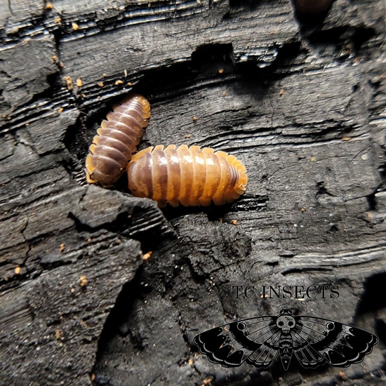 Japanese Red Edge | Cubaris Iriomotensis Isopod by TCINSECTS.com
