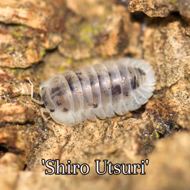 Shiro Utsuri | Nesodillo Arcangellii Isopod by TCINSECTS.com - MorphMarket