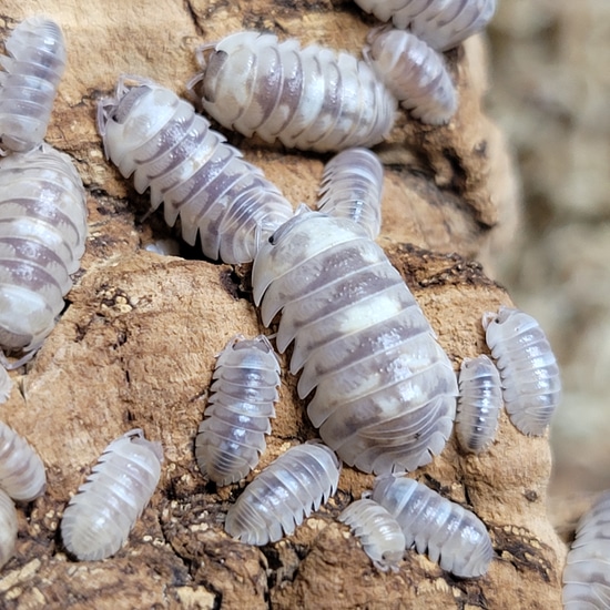 Marbelized | Armadillidium Isopod by TCINSECTS.com