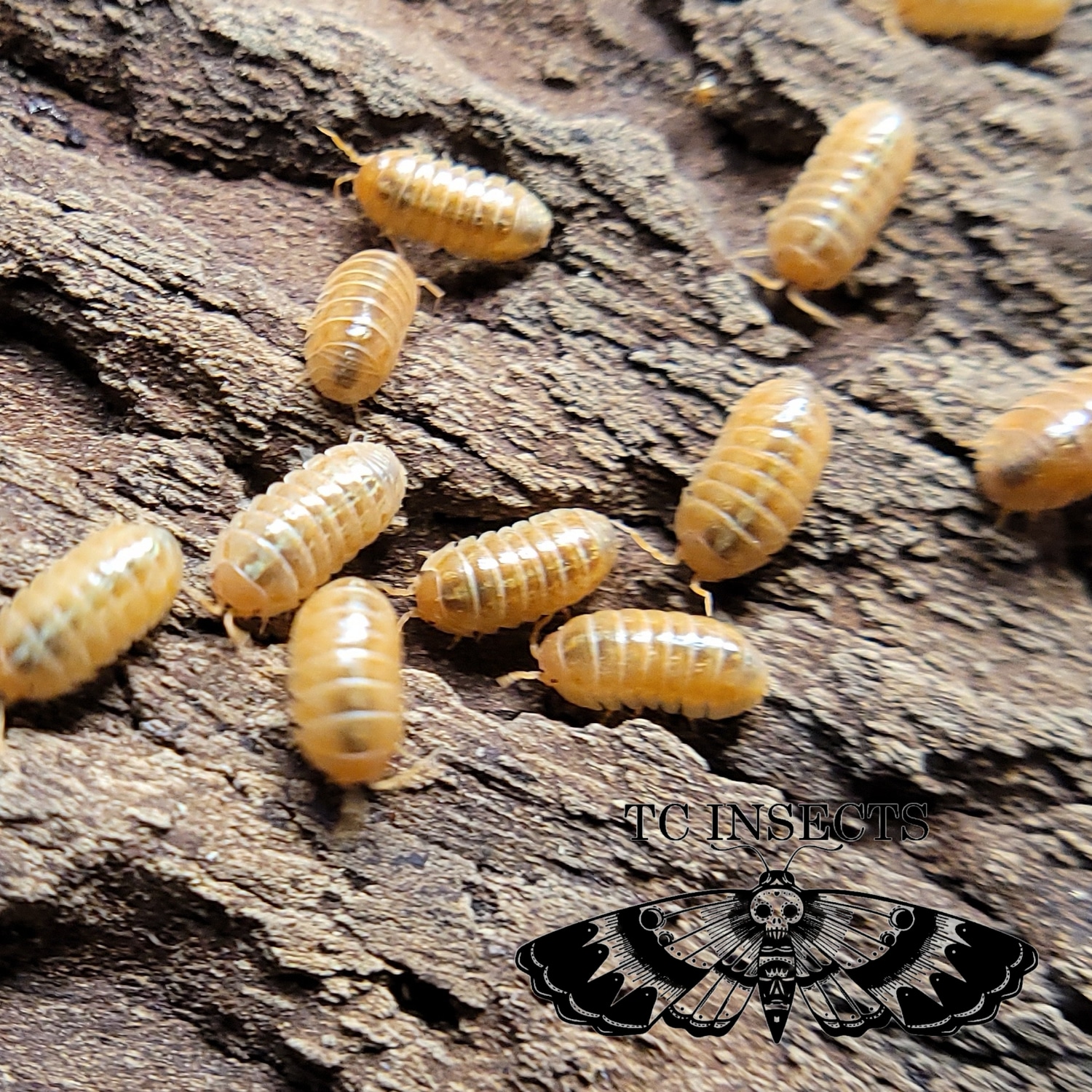 Orange Vigor | Armadillidium Vulgare Isopod by TCINSECTS.com - MorphMarket