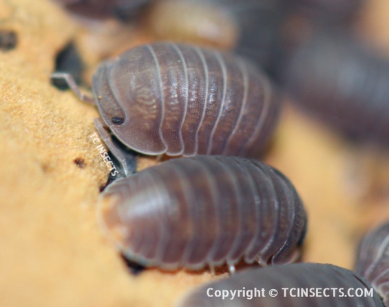 Little Sea | Cubaris Murina Isopod by TCINSECTS.com - MorphMarket