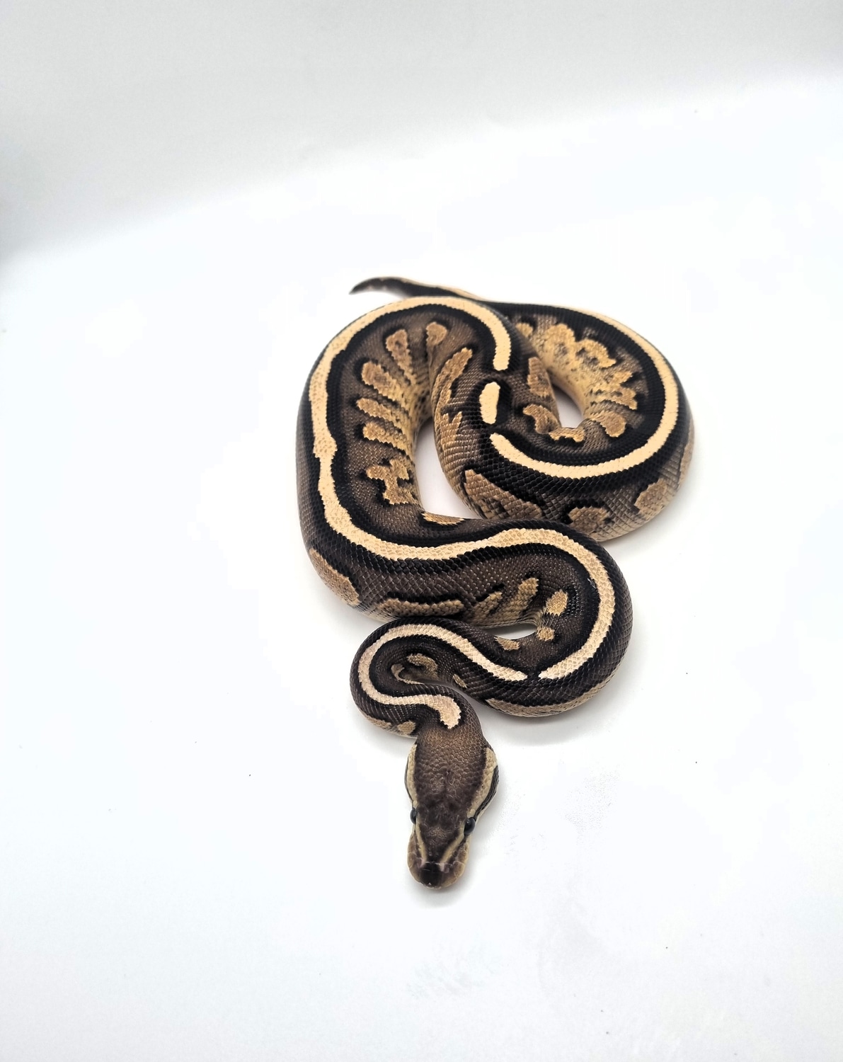Fire Cinnamon Highway Ball Python by TC Exotics - MorphMarket