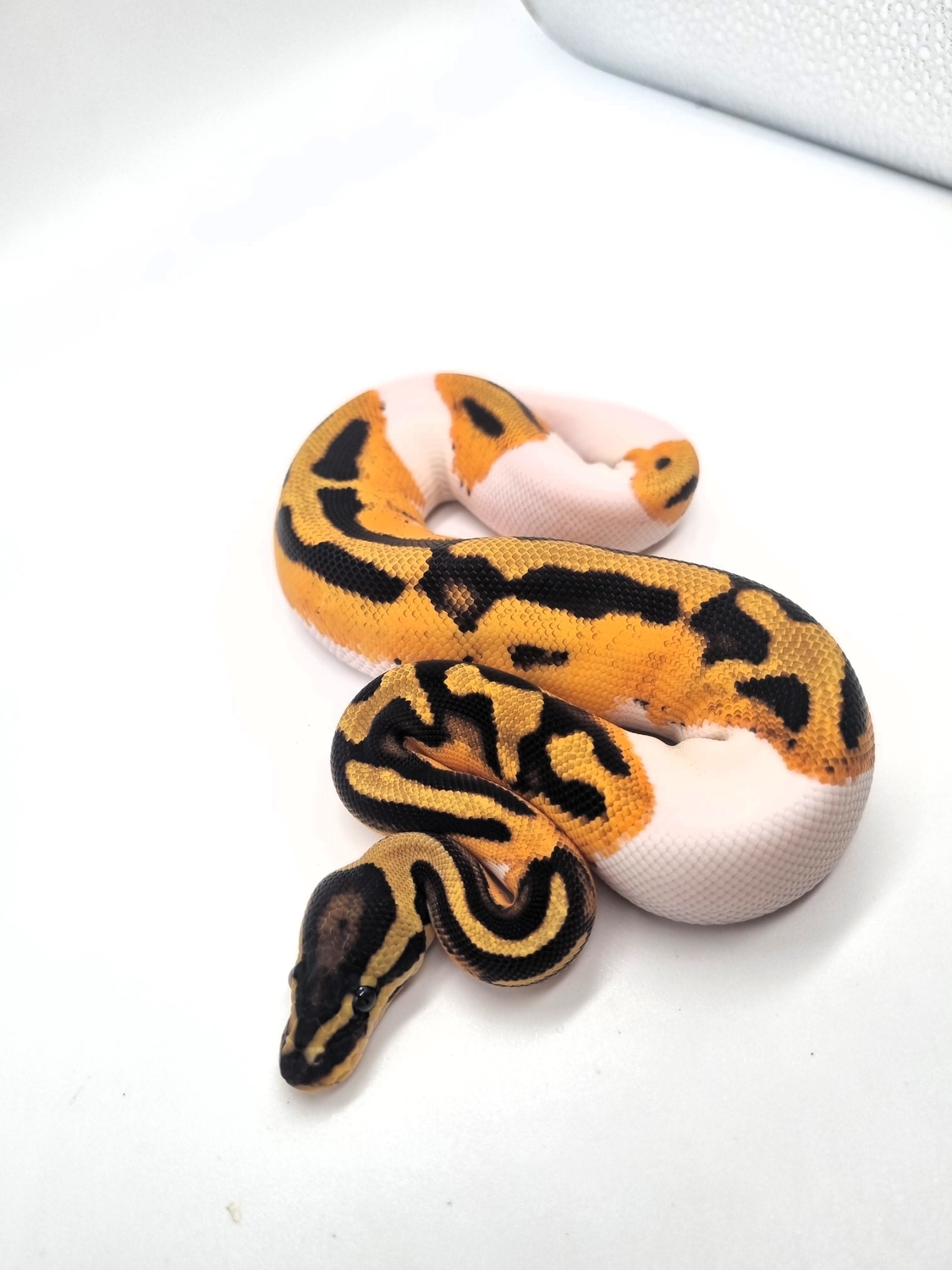 OD YB Pied Ball Python by TC Exotics - MorphMarket