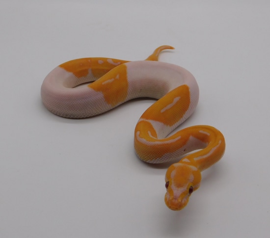 Dreamsicle Ball Python by TC Exotics
