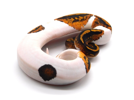 Pumpkin Pied Het Lavender Albino Ball Python by TC Exotics