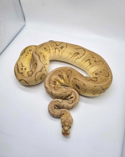 Pastel Phantom Clown - Proven Breeder Ball Python by TC Exotics