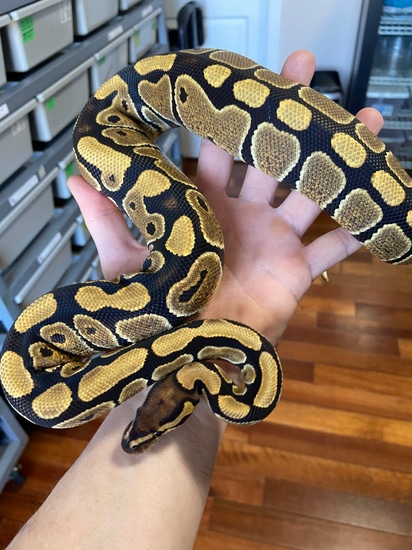 🇨🇦 DH Hypo Puzzle 🇨🇦 Ball Python by TC Morphs