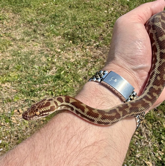 2020 Male Wheatbelt Stimson's Python by Locality Gems