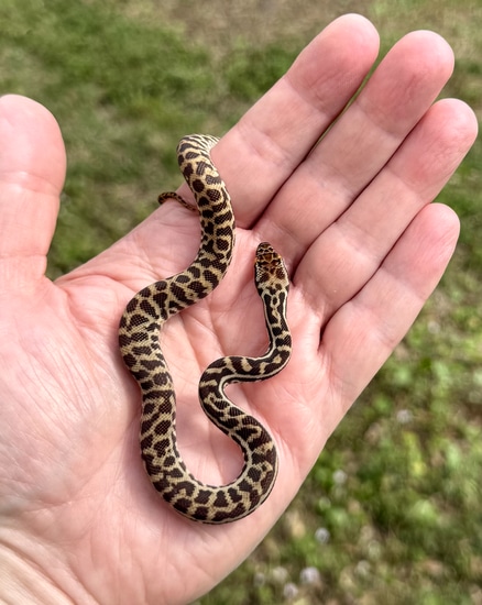 2024 Male Wheatbelt Stimson's Python by Locality Gems