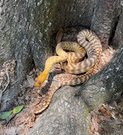 2023 Woma Python Female (Barry Miller Line) by Locality Gems