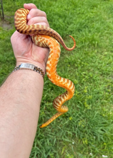2024 High Orange Woma Python Male by Locality Gems