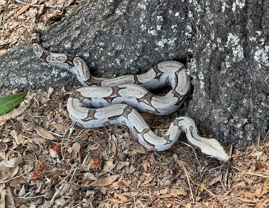 2023 Bolivian Silverback Amarali Male Short-Tailed Boa Constrictor by ...
