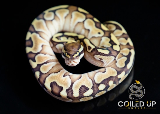 Lesser 100% Het Clown Ball Python by Coiled Up Snakes