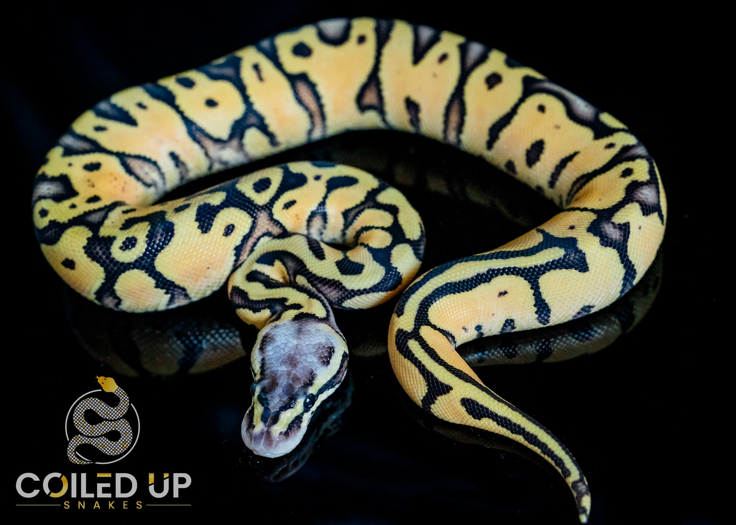 Super Pastel Poss. YB/Asphalt Ball Python by Coiled Up Snakes - MorphMarket