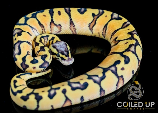 Super Pastel Enchi Yellow Belly Or Asphalt Ball Python by Coiled Up Snakes