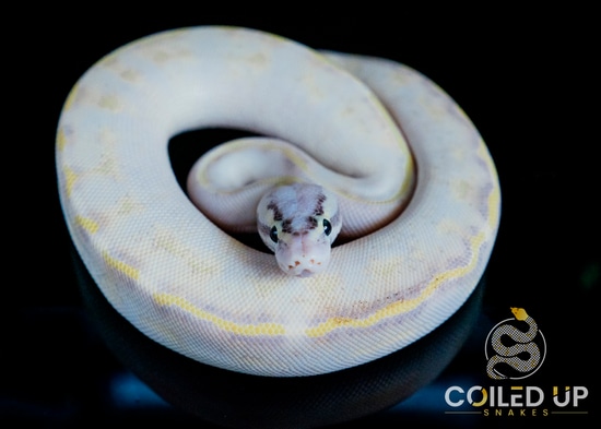 Super Pastel Ivory Ball Python by Coiled Up Snakes