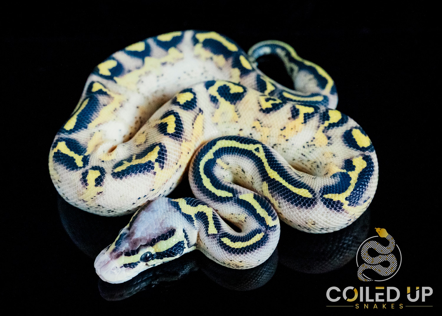 Super Pastel Freeway *FREE SHIPPING* Ball Python by Coiled Up Snakes ...