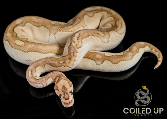 Lesser Clown Ball Python by Coiled Up Snakes