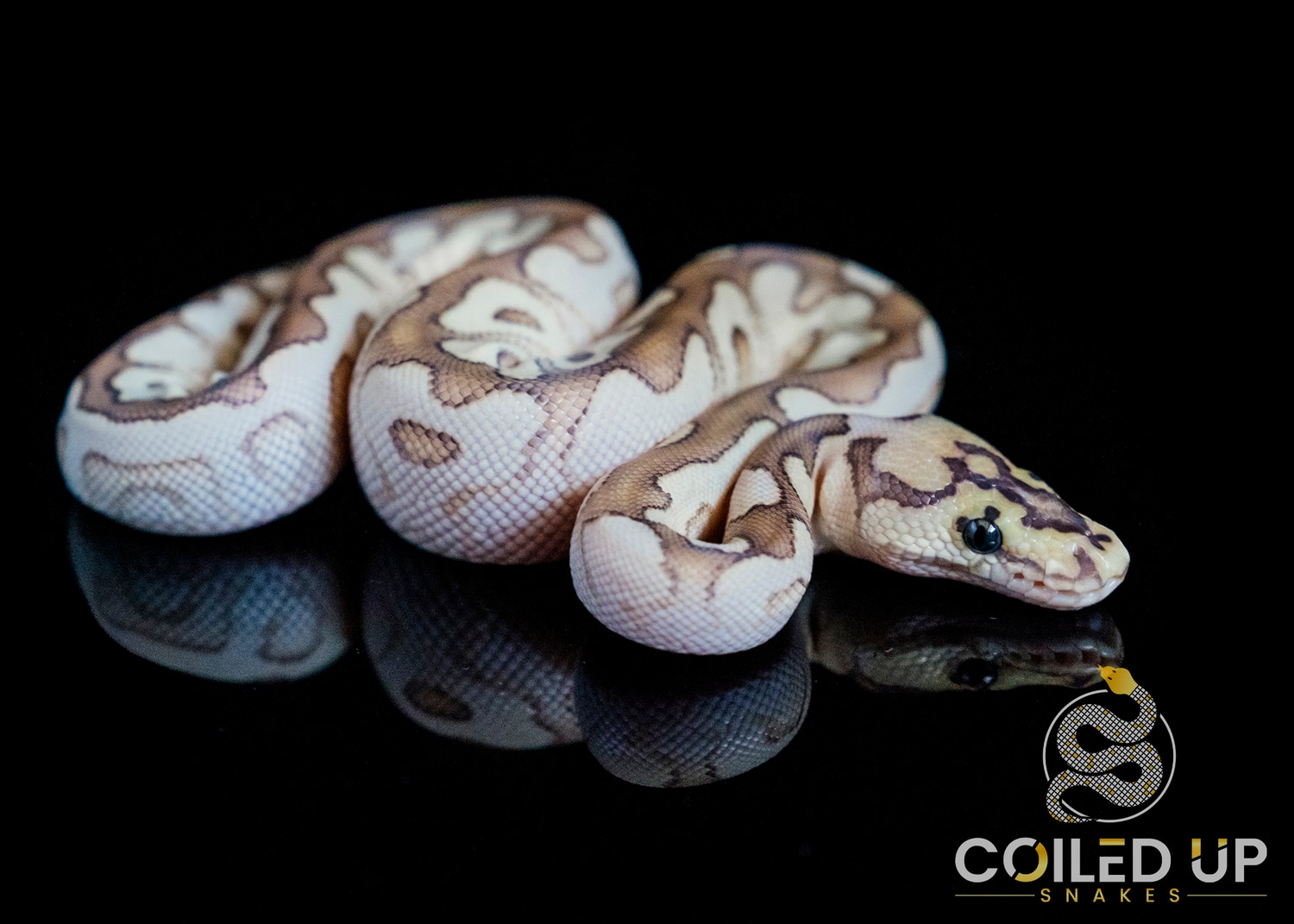 Spotnose Lesser Clown