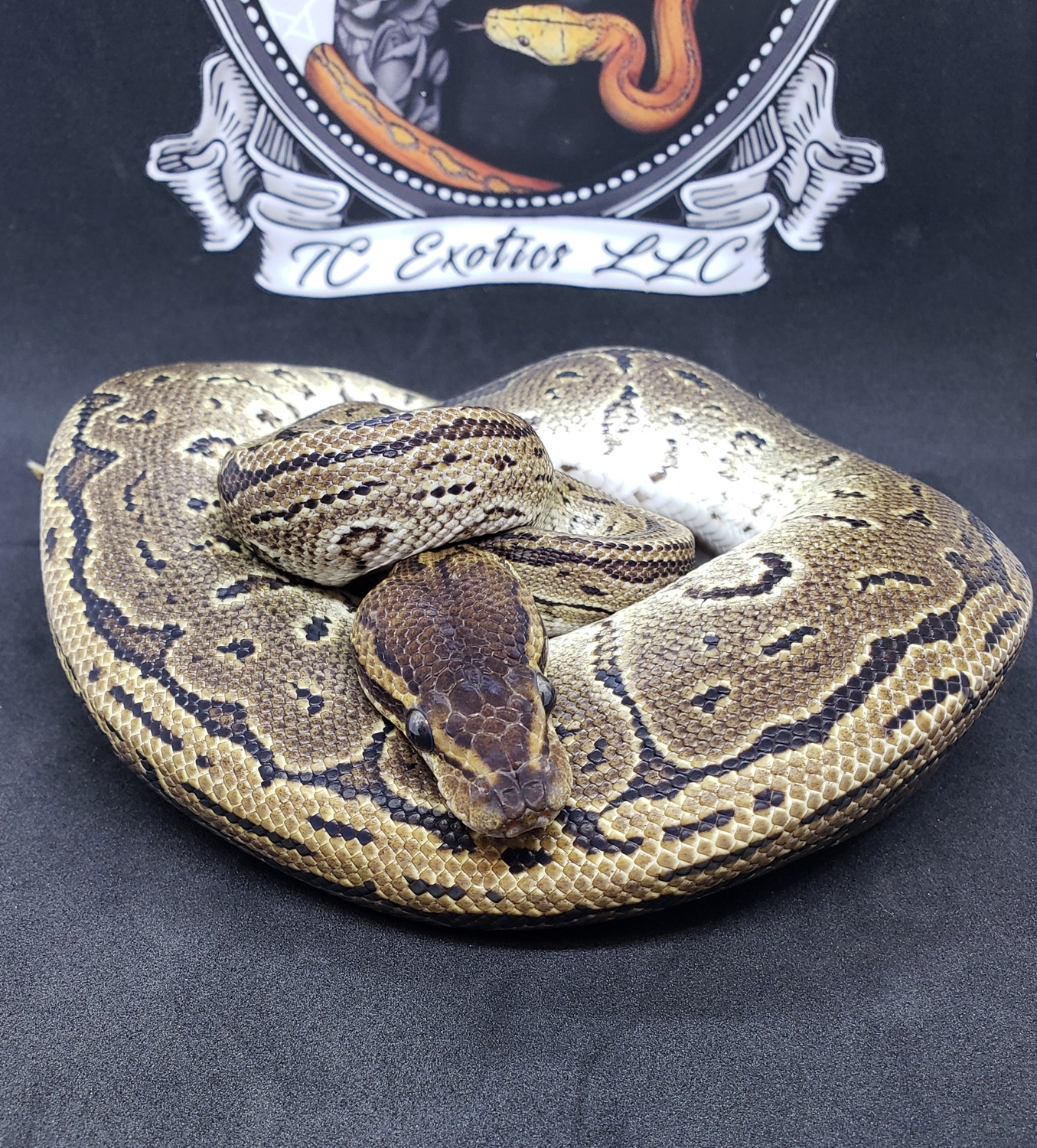Blackhead Pinstripe Ball Python by TC Exotics LLC - MorphMarket