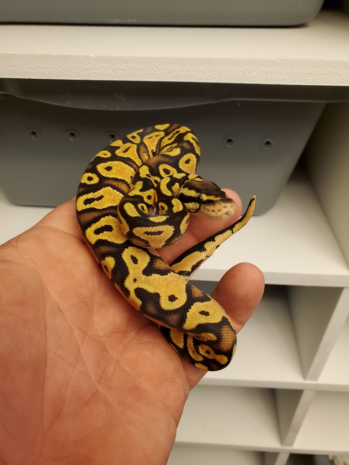 Pastel Yellow Belly Het Hypo Het Axanthic Ball Python by TC Exotics LLC ...