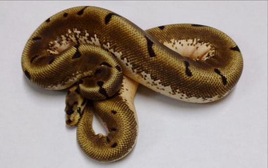 KRG Pepper Back WBP Ball Python by Tropical Tom's