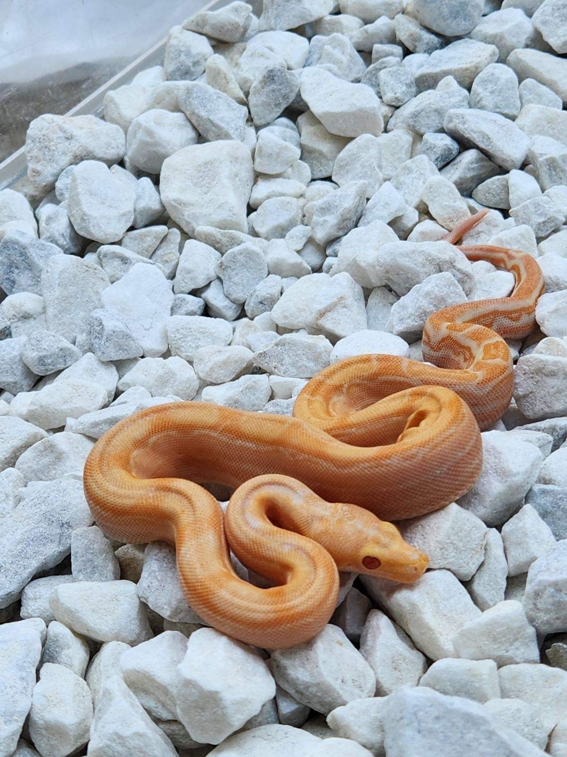 Red Dragon Motley Male Boa Constrictor by Tropical Tom's - MorphMarket