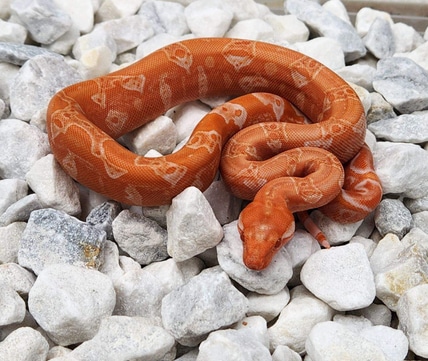Red Dragon Motley Male Boa Constrictor by Tropical Tom's - MorphMarket