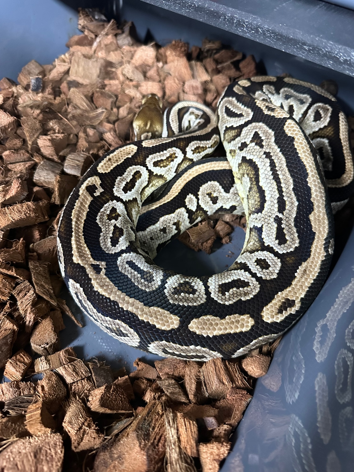 Bongo Special Het Ultramel Ball Python by County Road Reptiles ...