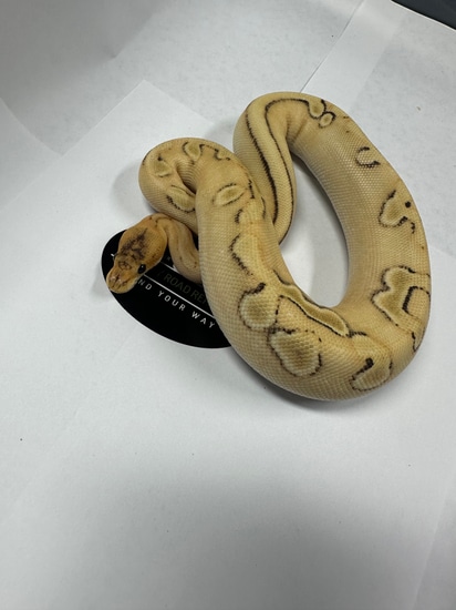 Champagne Enchi OD Ball Python by County Road Reptiles