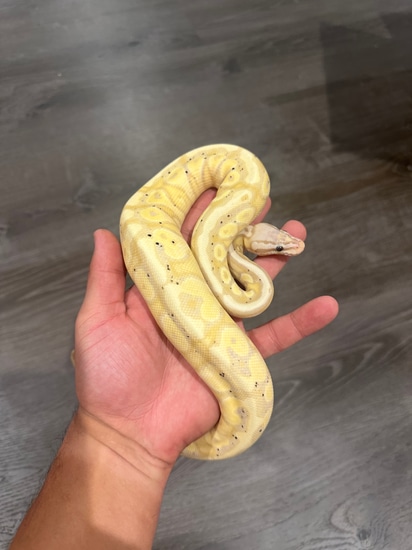 Banana Pastel Mystic Asphalt/YB Het Clown Ball Python by County Road ...