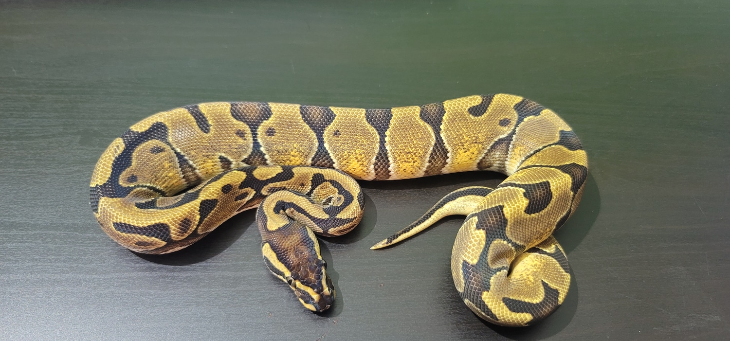 Enchi Ball Python by Twisted Creature Reptiles - MorphMarket